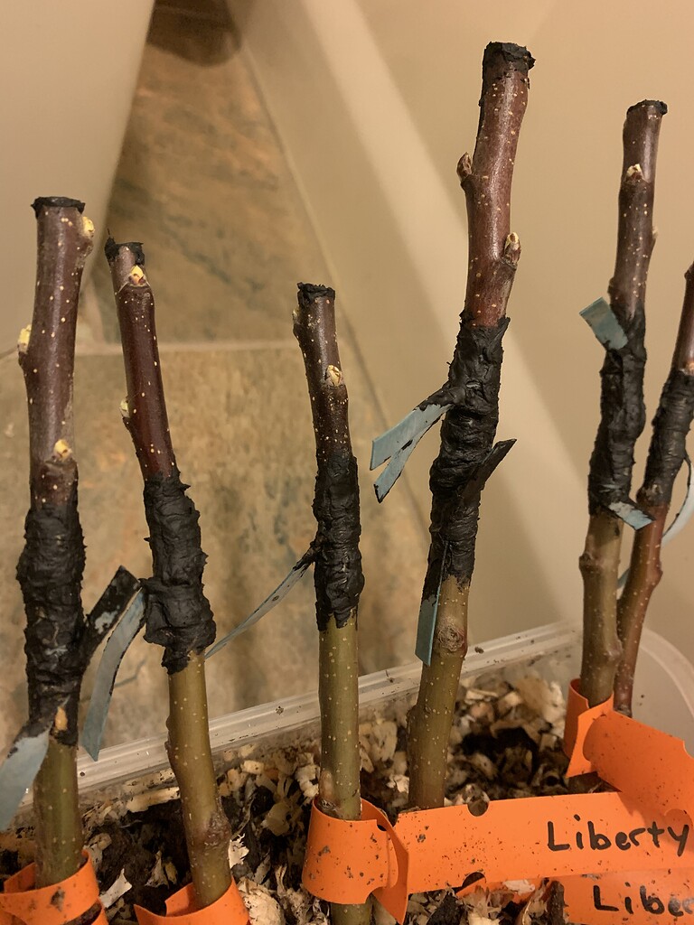 Newly grafted apple scions breaking dormancy - General Fruit Growing ...