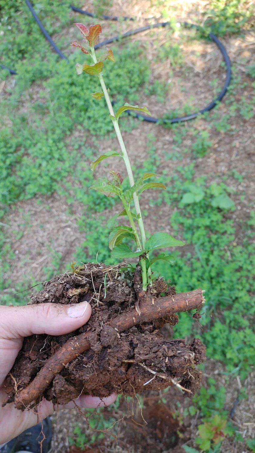 St. Julian A Rootstock - General Fruit Growing - Growing Fruit