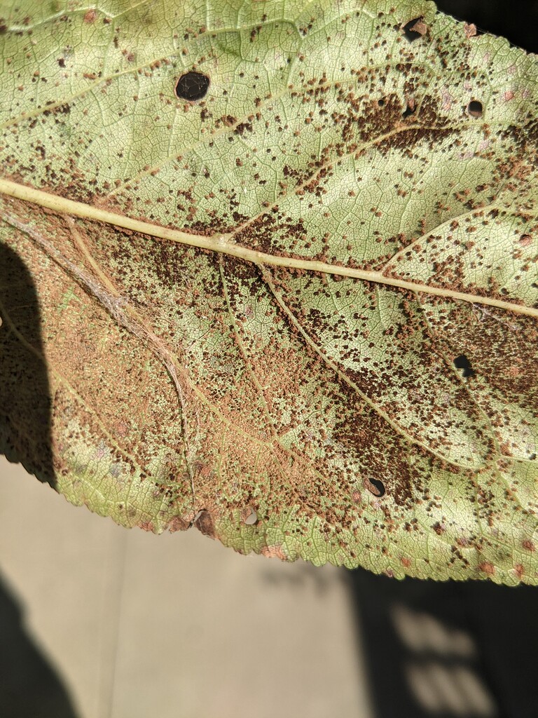 Help Needed: Weeping Santa Rosa Plum Disease ID - General Fruit Growing ...