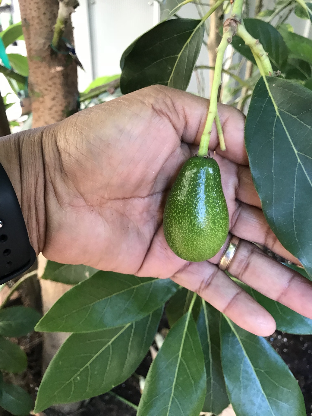 Subtropical: Heavy fruit sets on Avocado this year - General Fruit ...