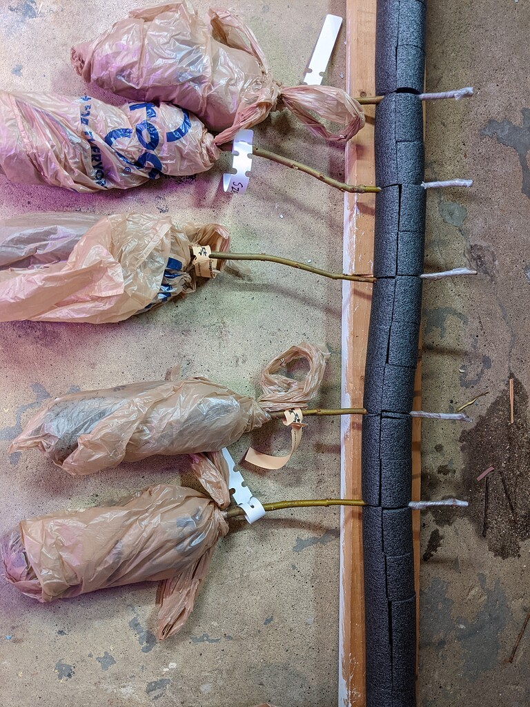 Bench Grafted Chestnut - General Fruit Growing - Growing Fruit