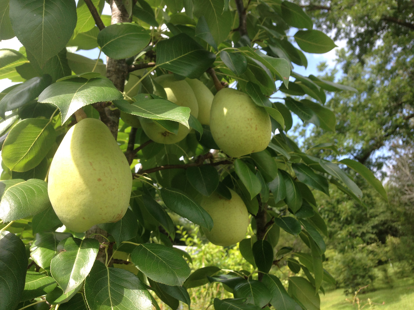 Southern Pears - General Fruit Growing - Growing Fruit