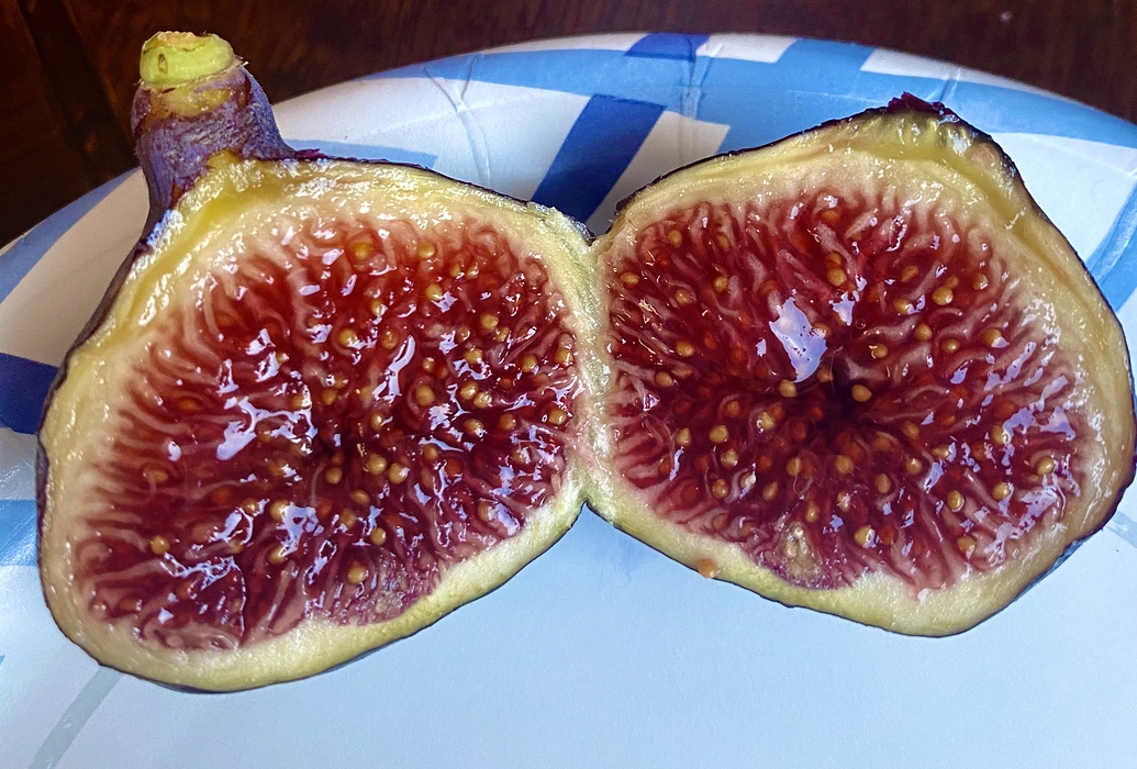 Best fig varieties? - General Fruit Growing - Growing Fruit