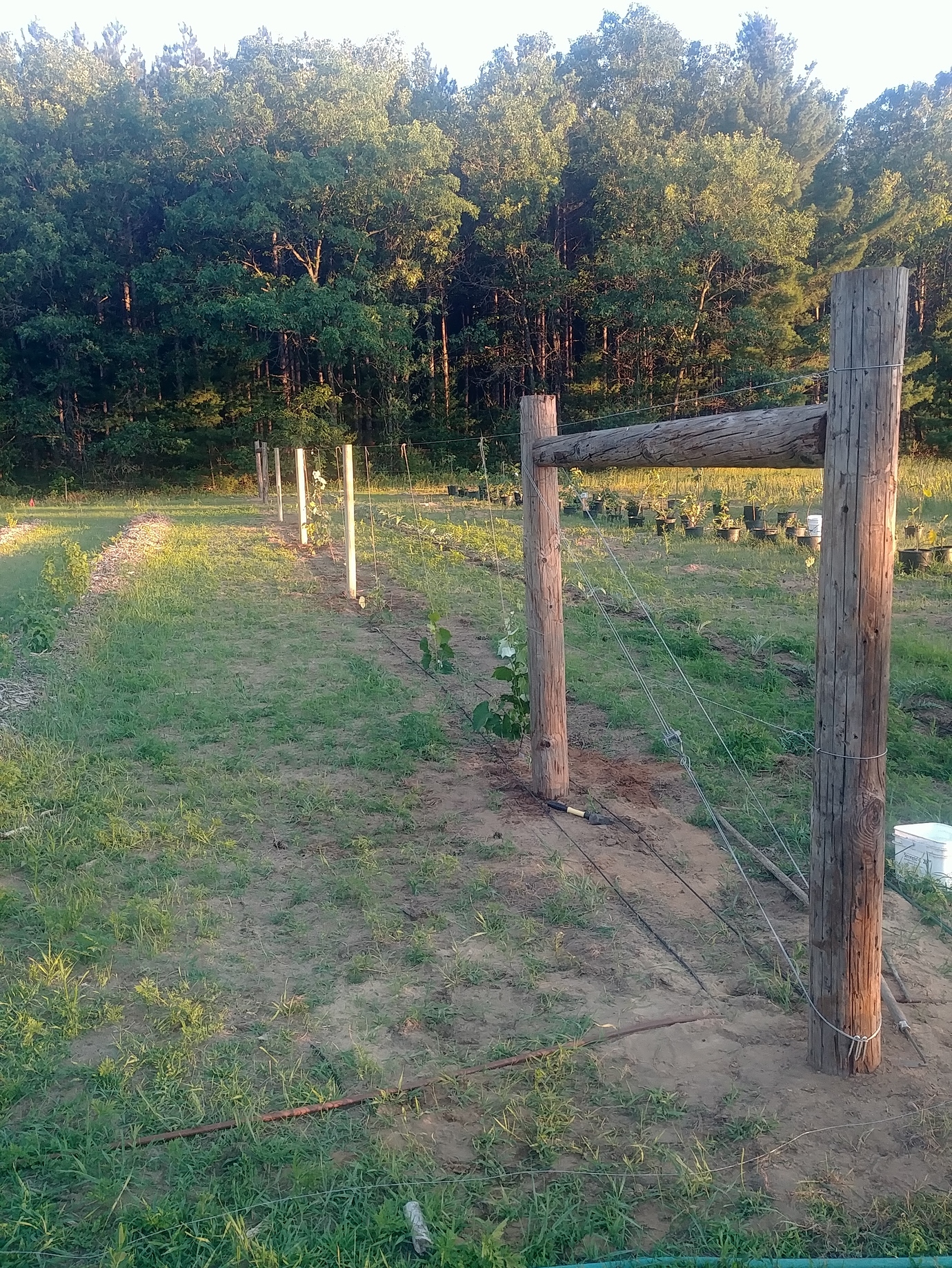 Grape trellis end posts - General Fruit Growing - Growing Fruit