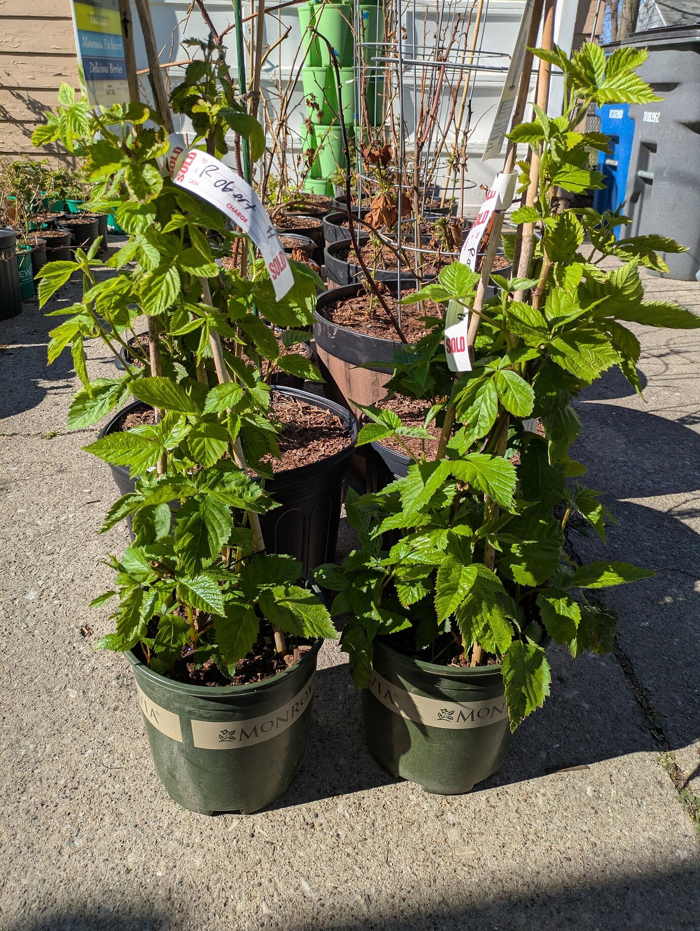 Growing Blackberries in containers - General Fruit Growing - Growing Fruit