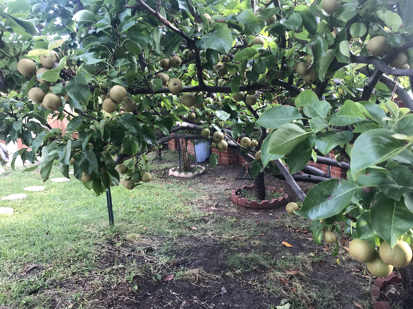 Pear disease identification help! - General Fruit Growing - Growing Fruit
