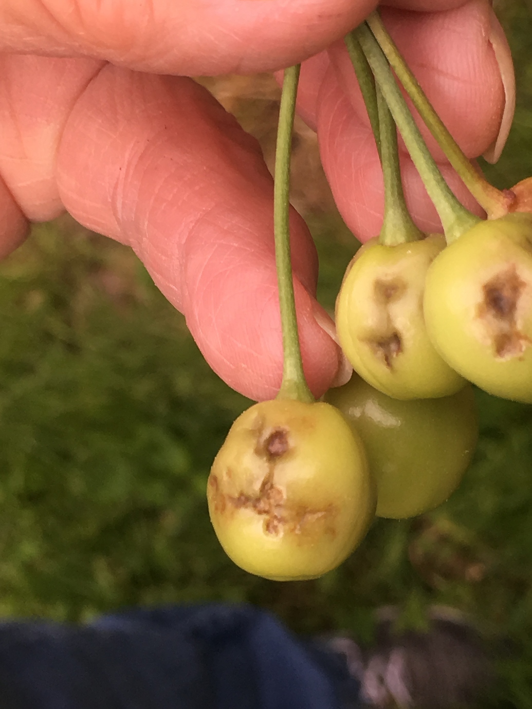 Cherry Damage, what causes this (pics) - General Fruit Growing ...
