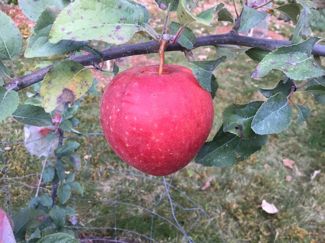 New apple varieties by Midwest Apple Improvement Association - General ...