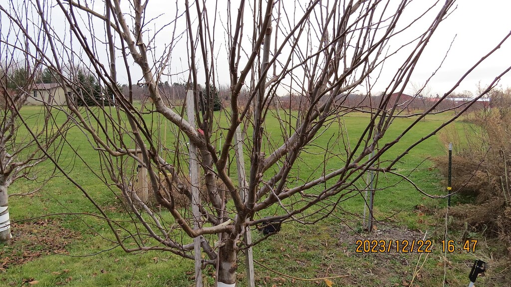 Pruning NY9 Plum TreeSuggestions - General Fruit Growing - Growing Fruit