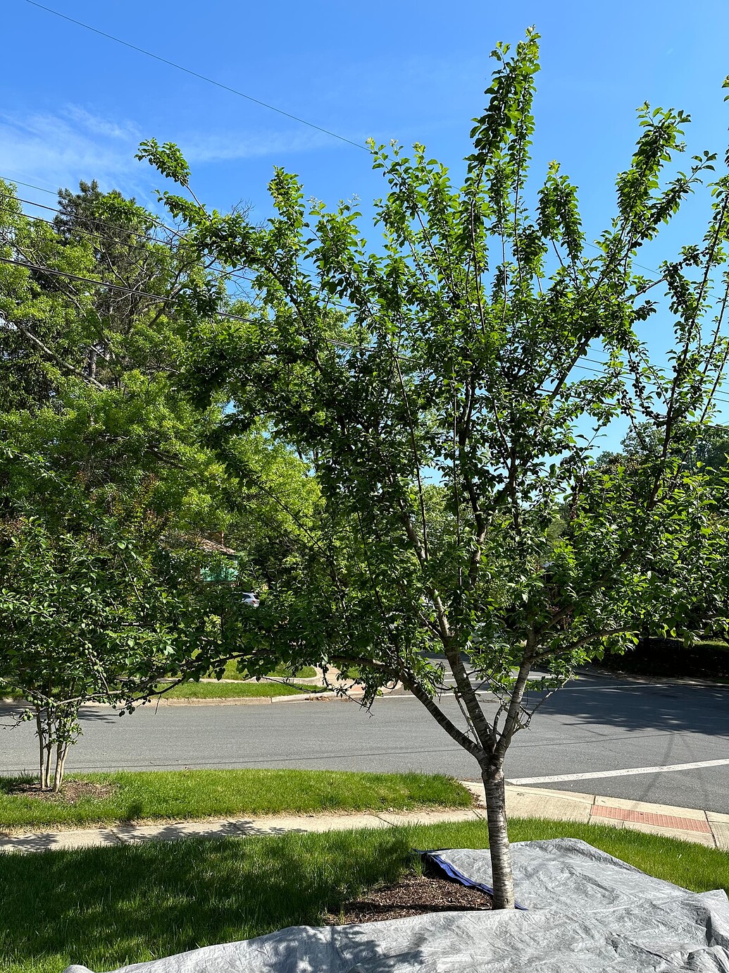 How to thin and prune green gage plum - General Fruit Growing - Growing ...