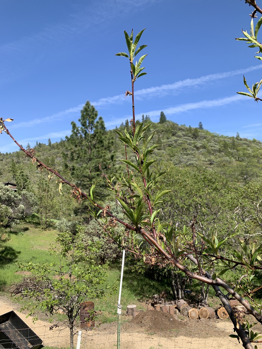 Canker on Peach Trunks - General Fruit Growing - Growing Fruit