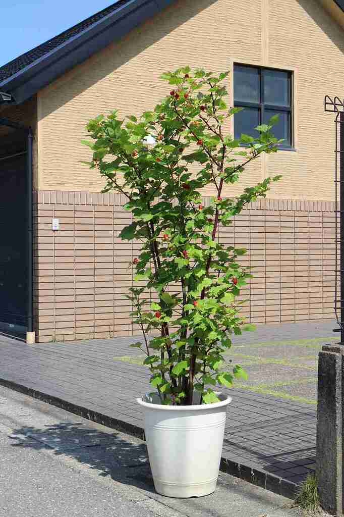 Hararasp or Raspberry Tree - General Fruit Growing - Growing Fruit