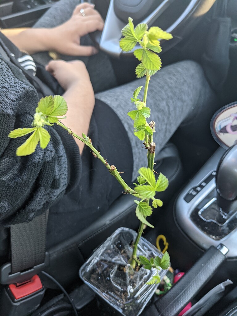 Polar berry! - General Fruit Growing - Growing Fruit