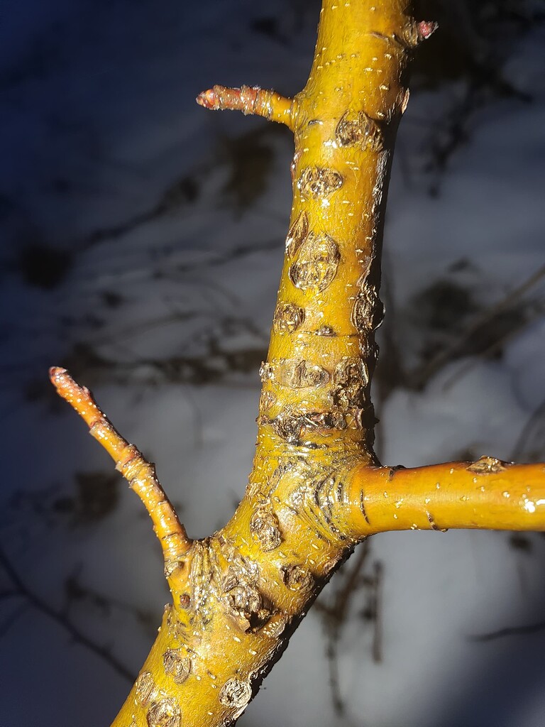 Disease ID on young apple bark? - General Fruit Growing - Growing Fruit