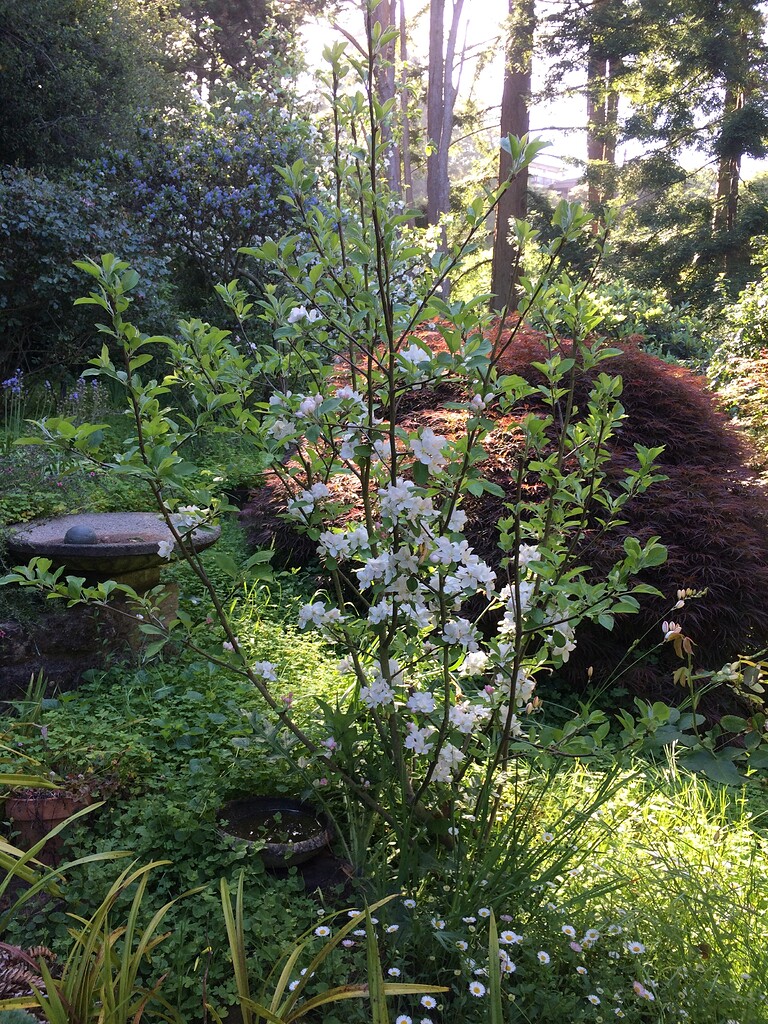Hawaii Apple - General Fruit Growing - Growing Fruit