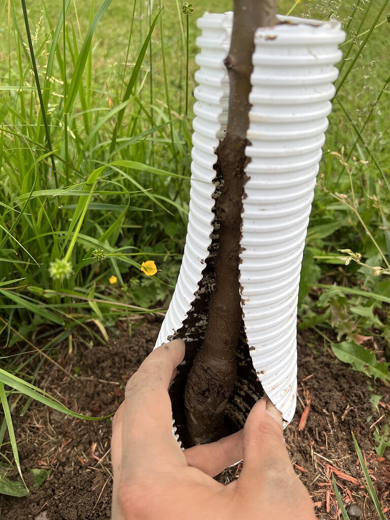 Ants Building a Tower in a Tree Guard - General Fruit Growing - Growing ...
