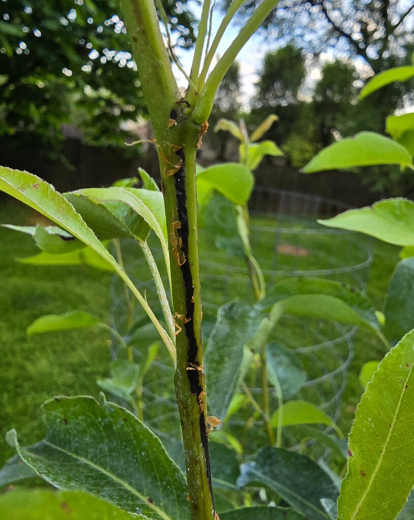Pear disease diagnosis? - General Fruit Growing - Growing Fruit