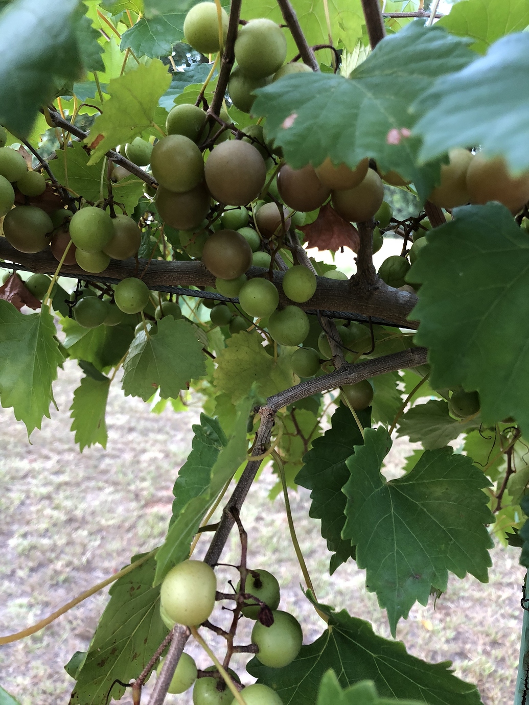 What variety muscadine is your first to ripen 2018 - General Fruit ...