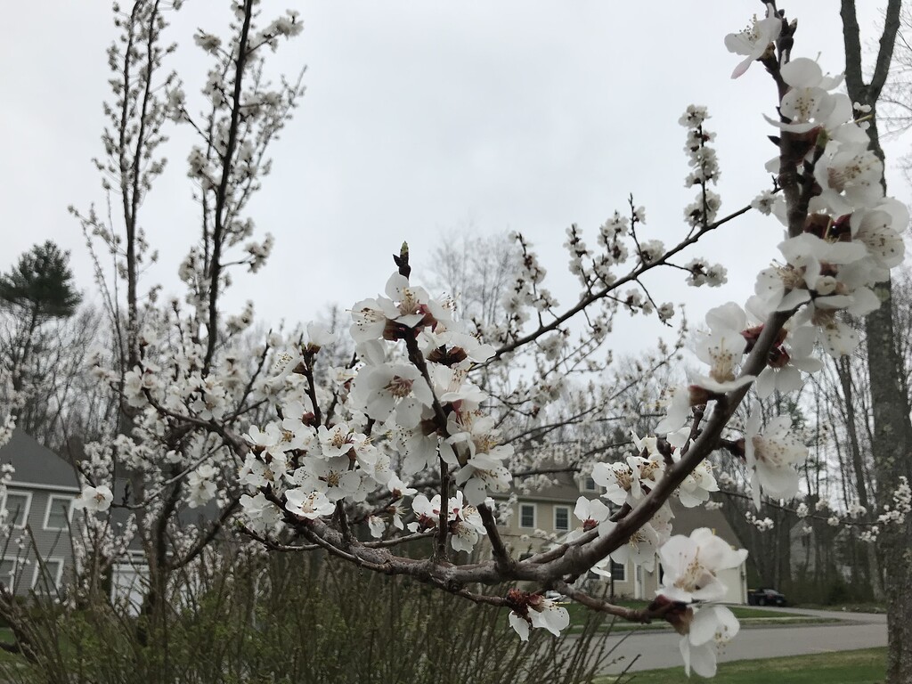 Apricot Blossoms - Pictures! - Growing Fruit