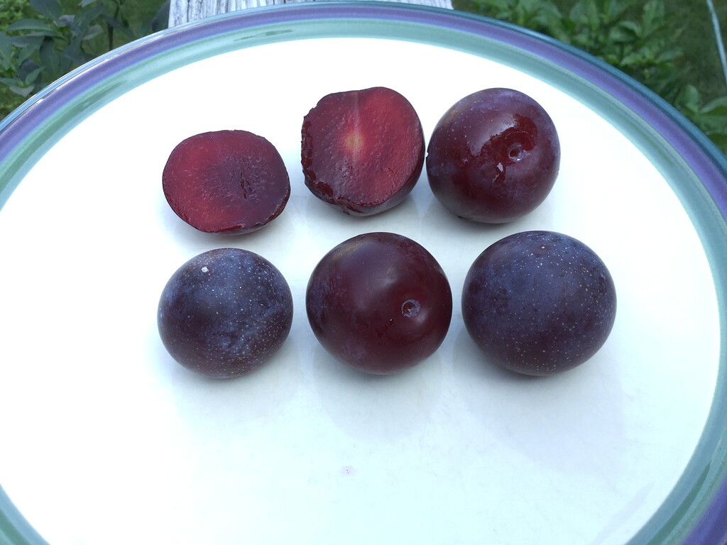 Blue Damson plums, are they? - General Fruit Growing - Growing Fruit