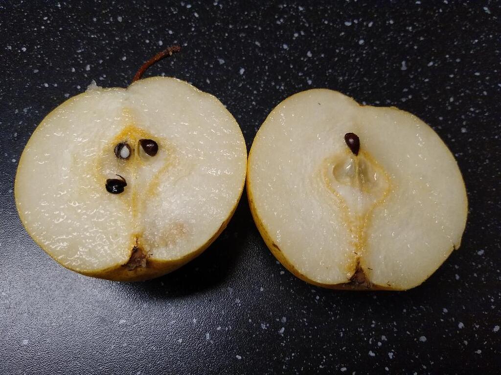 Shin-Li - General Fruit Growing - Growing Fruit