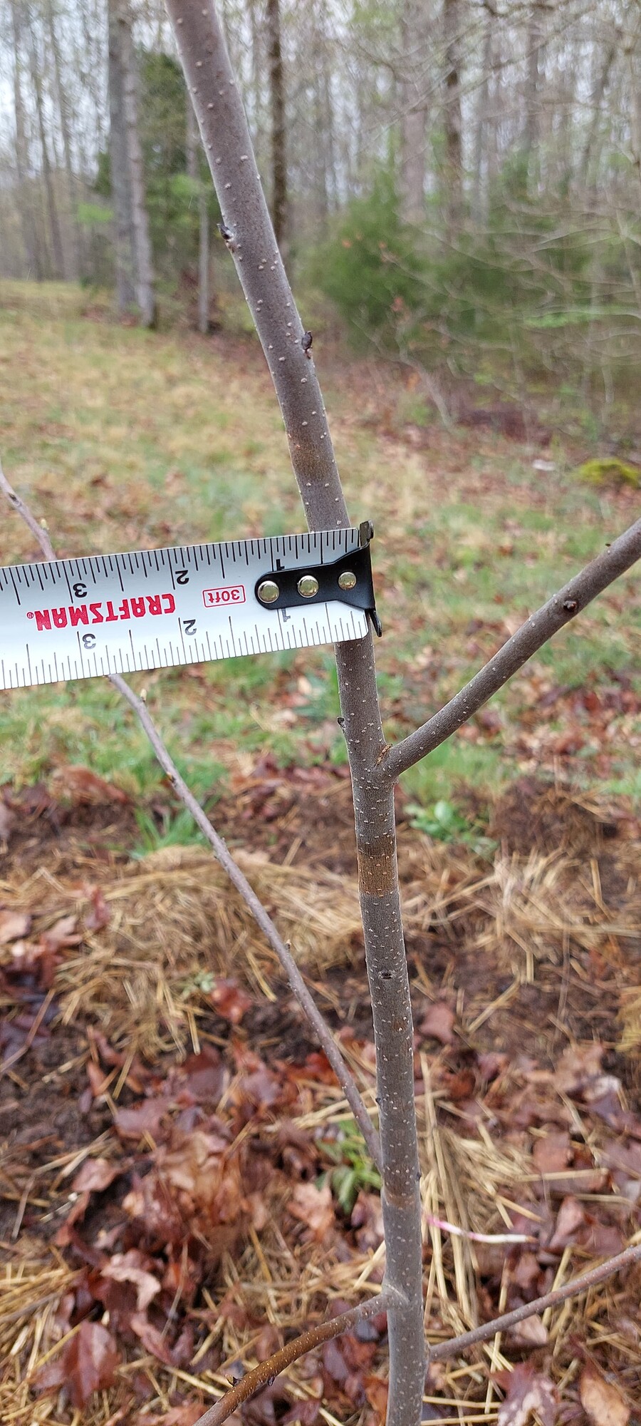 2023 Persimmon Grafting - General Fruit Growing - Growing Fruit