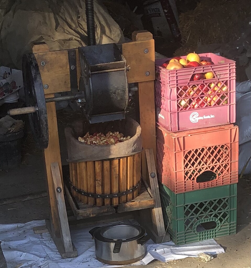 Pressing cider on Thanksgiving - Cider - Growing Fruit