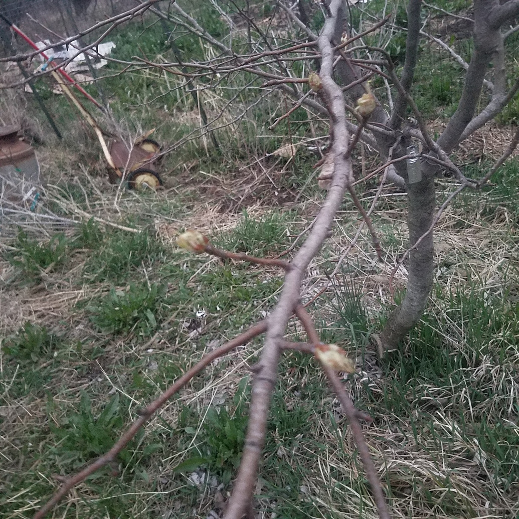 Abate fetel aka Abbe fetel - General Fruit Growing - Growing Fruit