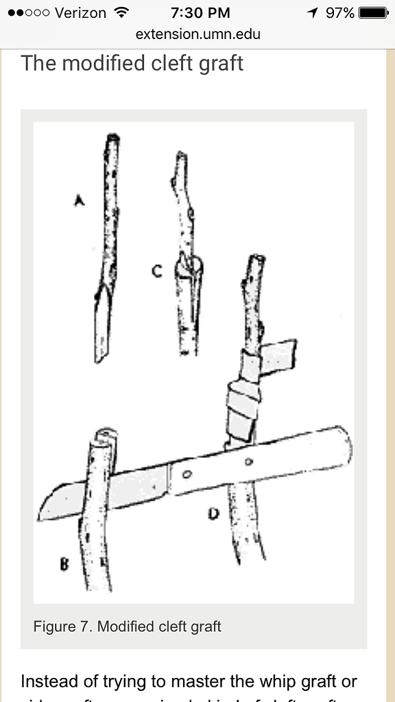 Grafting - modified cleft - General Fruit Growing - Growing Fruit