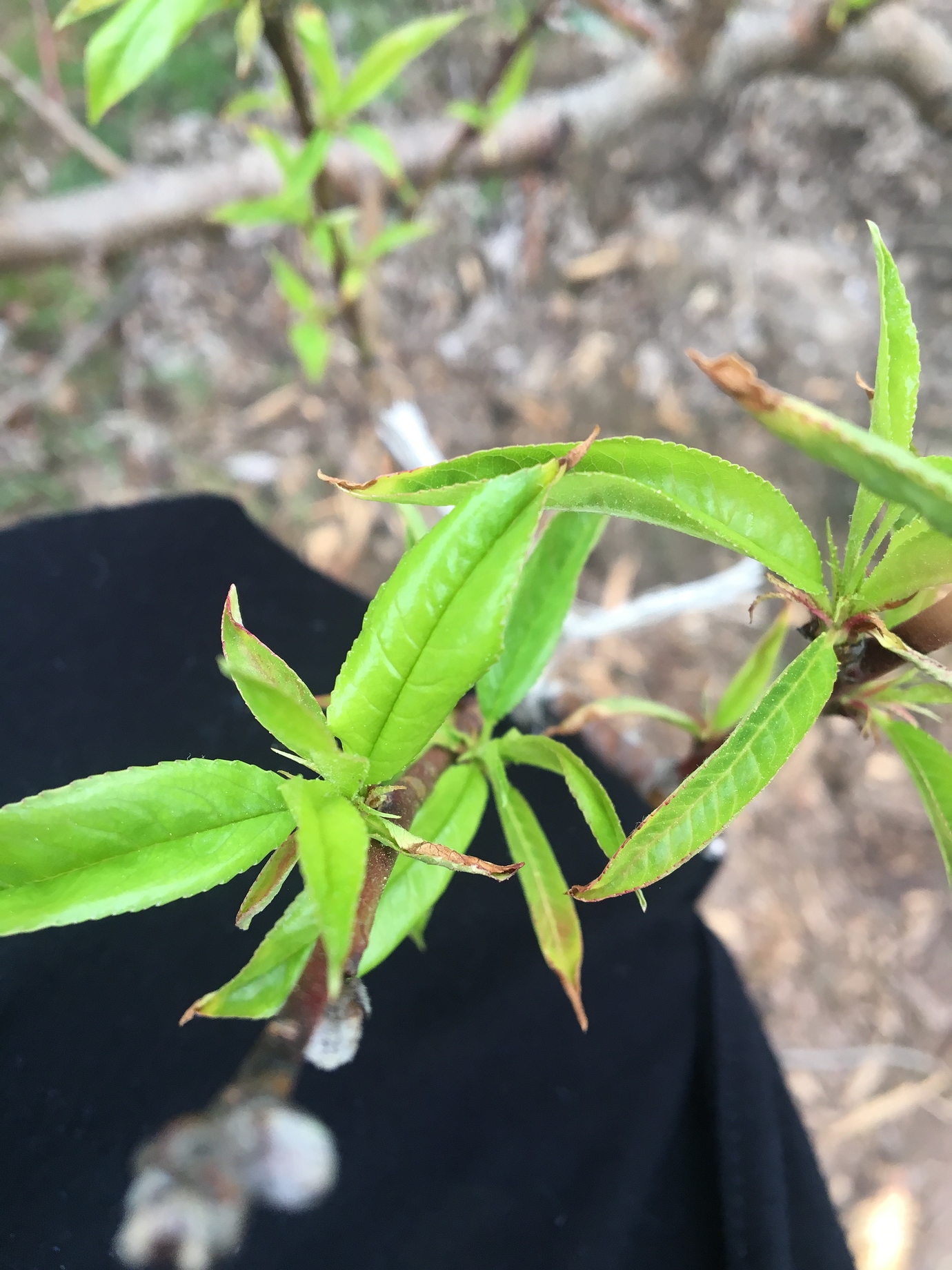 Peach Tree issues, 7th straight yr no fruit :( - General Fruit Growing ...