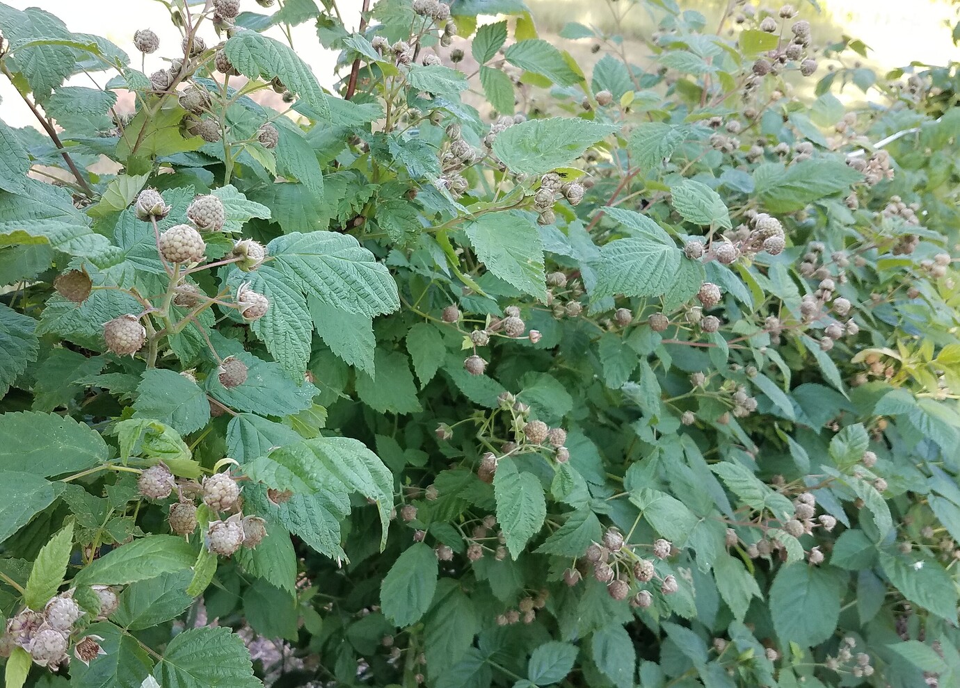 Glencoe Raspberry is it a red or purple raspberry? - General Fruit ...