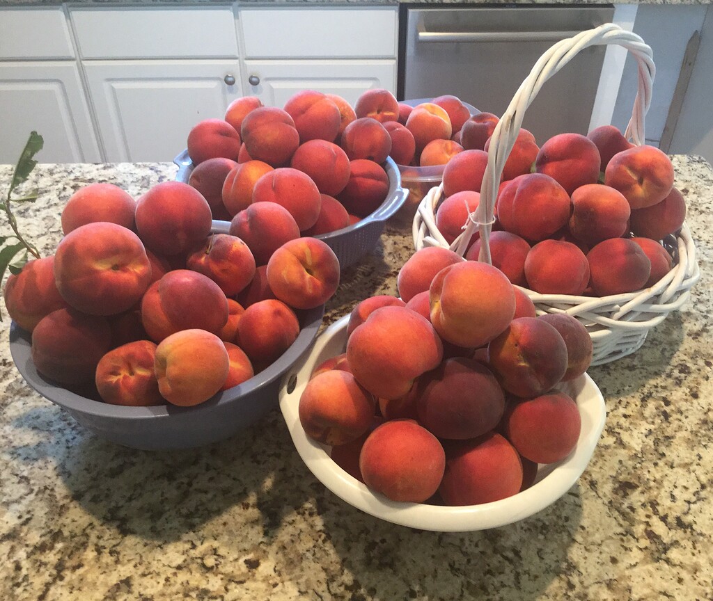 Peach time! - General Fruit Growing - Growing Fruit