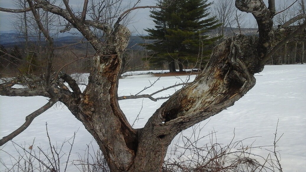 Roxbury Russet apple - General Fruit Growing - Growing Fruit