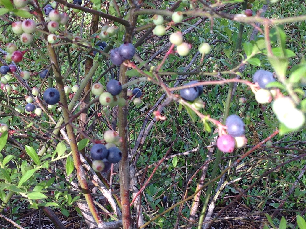 Huckleberries AKA May Berries, AKA Elliot's Blueberry AKA Vaccinium ...