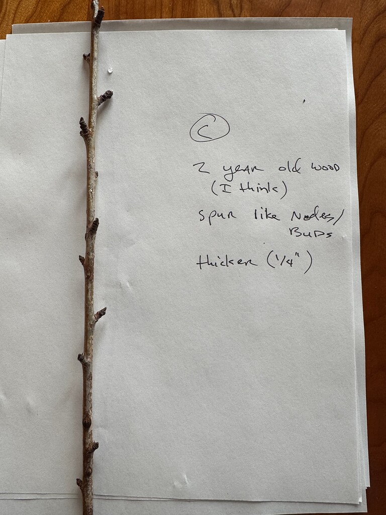 Cutting peach scions - General Fruit Growing - Growing Fruit