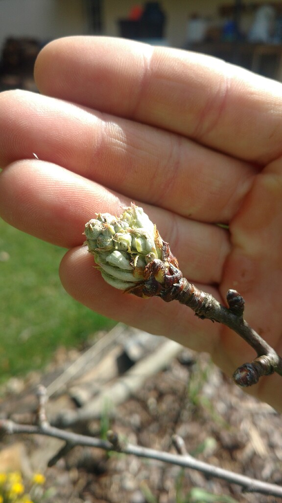 Shipova flower buds! - General Fruit Growing - Growing Fruit