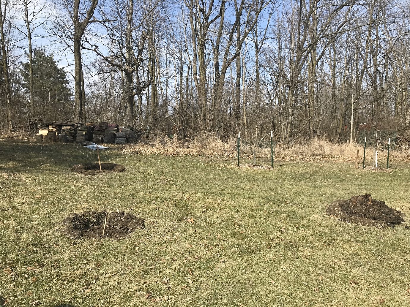 Tree mounds-how tall? - General Fruit Growing - Growing Fruit