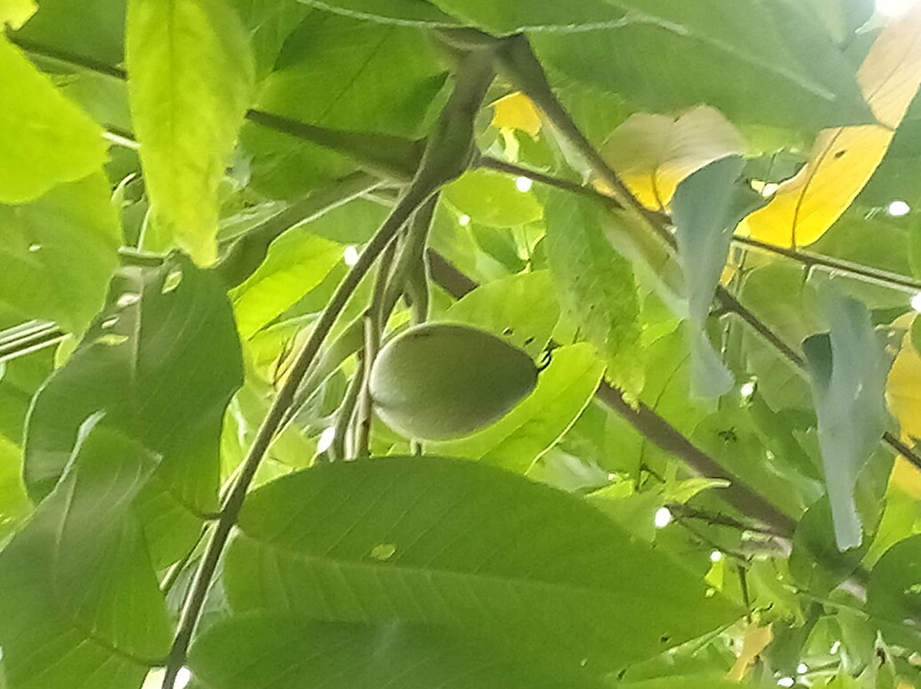 Why You Need A Heartnut Tree - General Fruit Growing - Growing Fruit