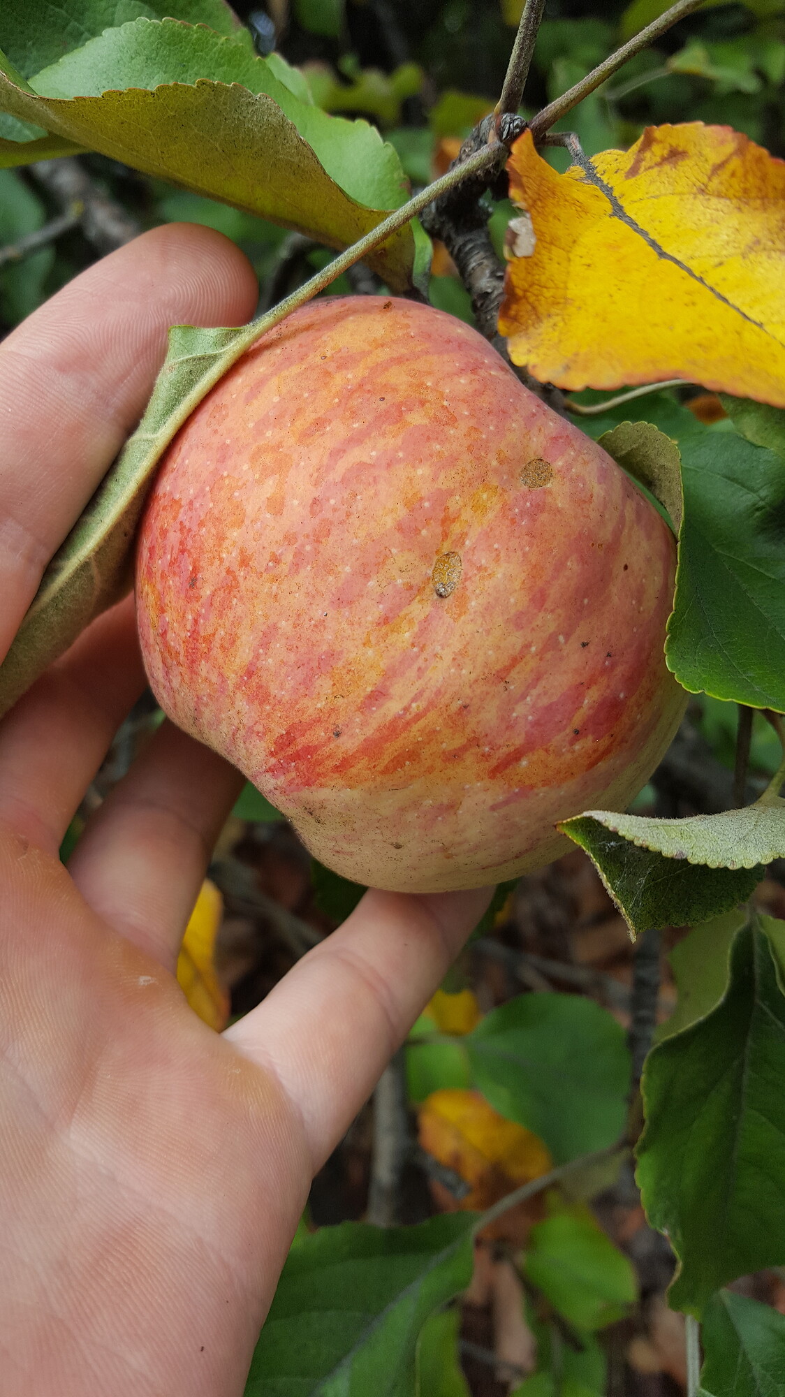 Genetic Dwarf Apples - General Fruit Growing - Growing Fruit