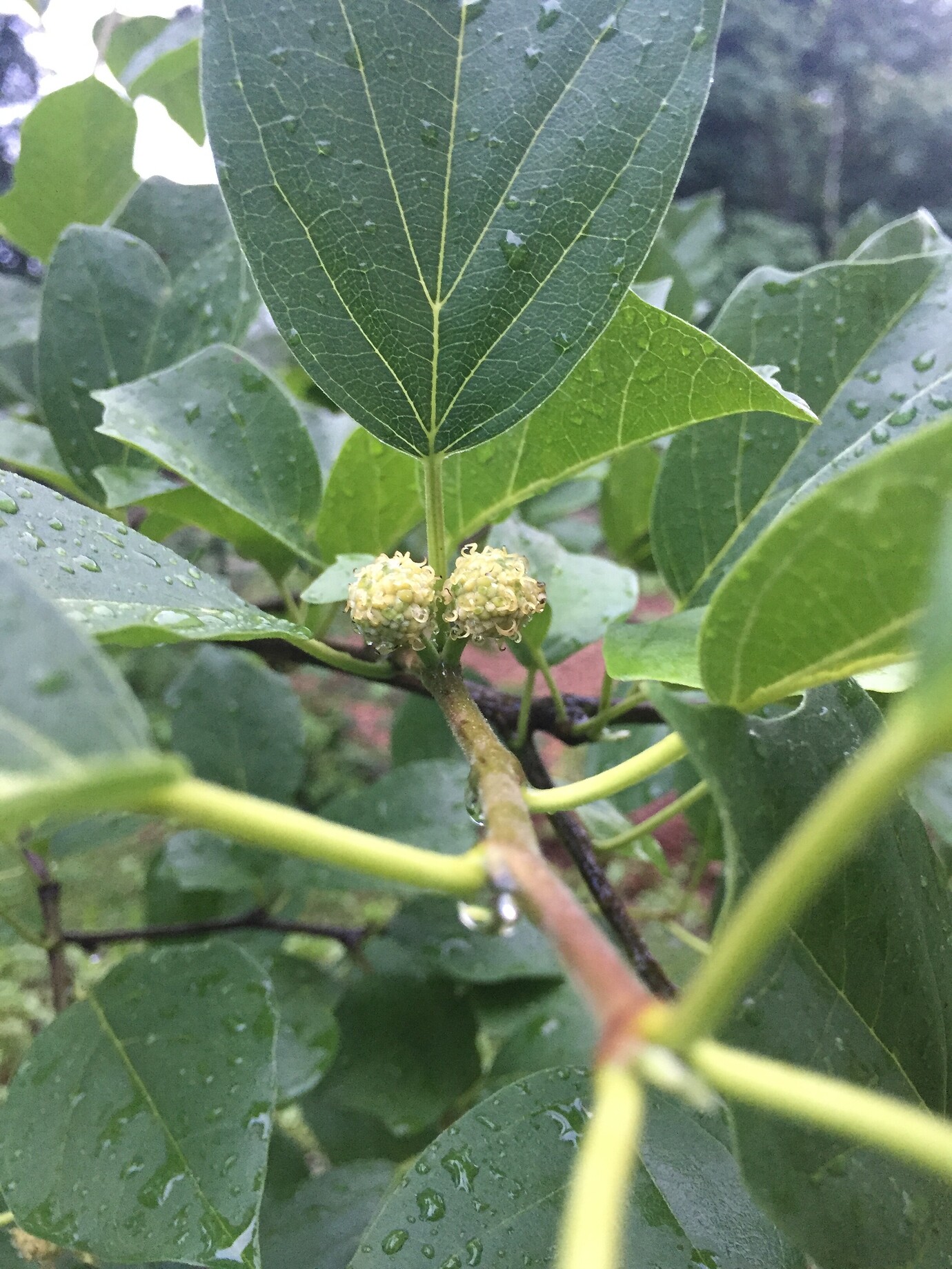 Che fruit - Page 12 - General Fruit Growing - Growing Fruit