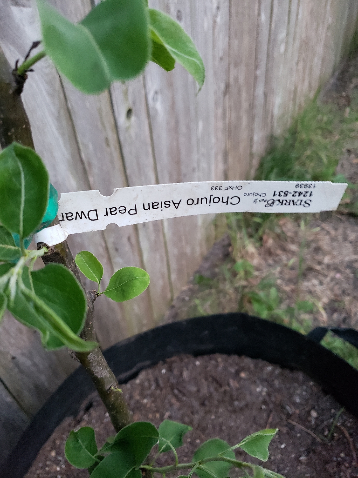 Pear rootstocks influence on Fruit size - General Fruit Growing ...