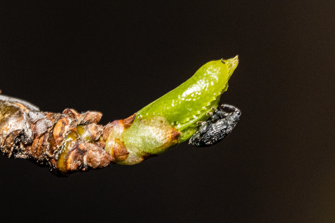 Insect and Disease Identification Thread - General Fruit Growing ...