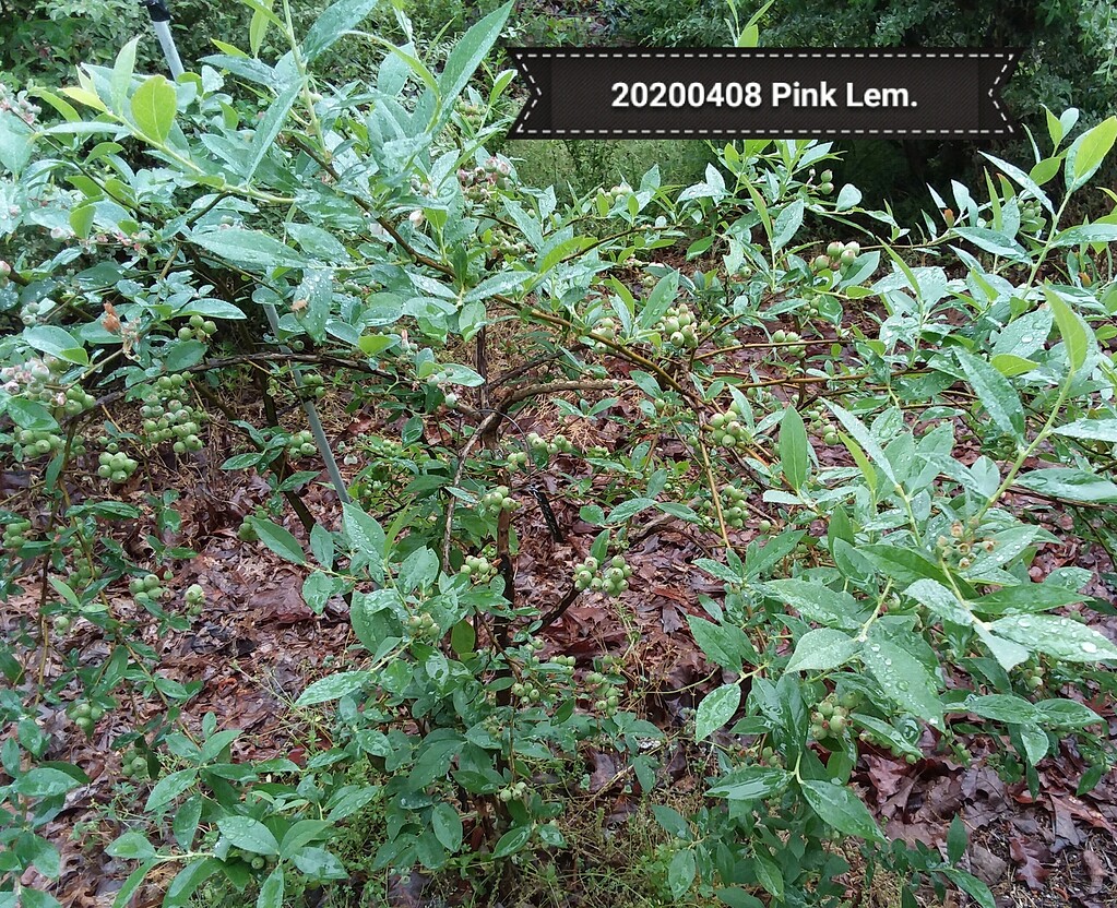 Pink Lemonade - Pictures! - Growing Fruit
