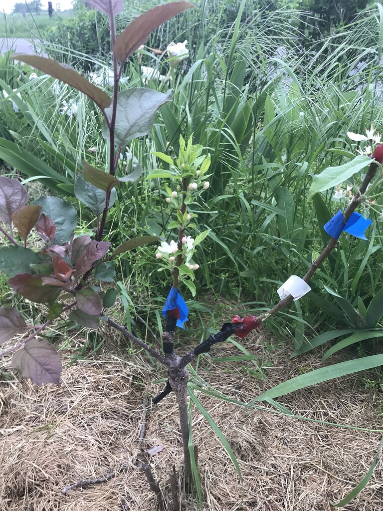 Bud 9 interstem - General Fruit Growing - Growing Fruit