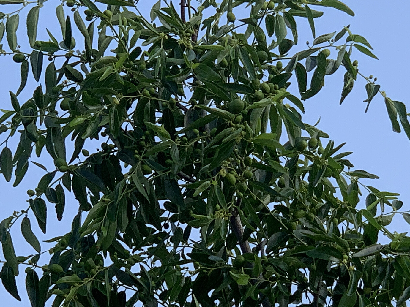 Zhanhua Dongzao set so many fruits naturally first time - General Fruit ...