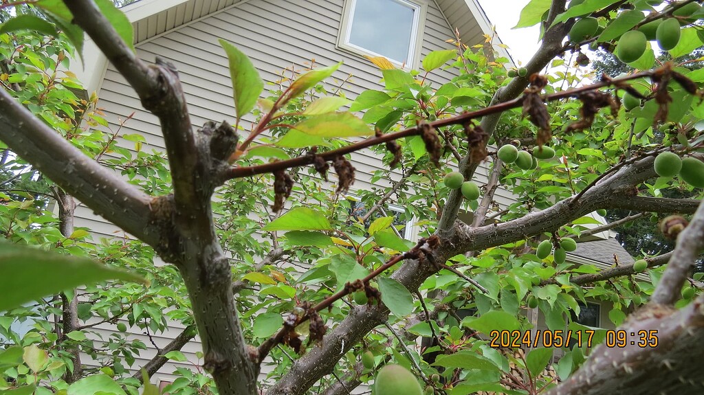 Peach shoot borers? - General Fruit Growing - Growing Fruit