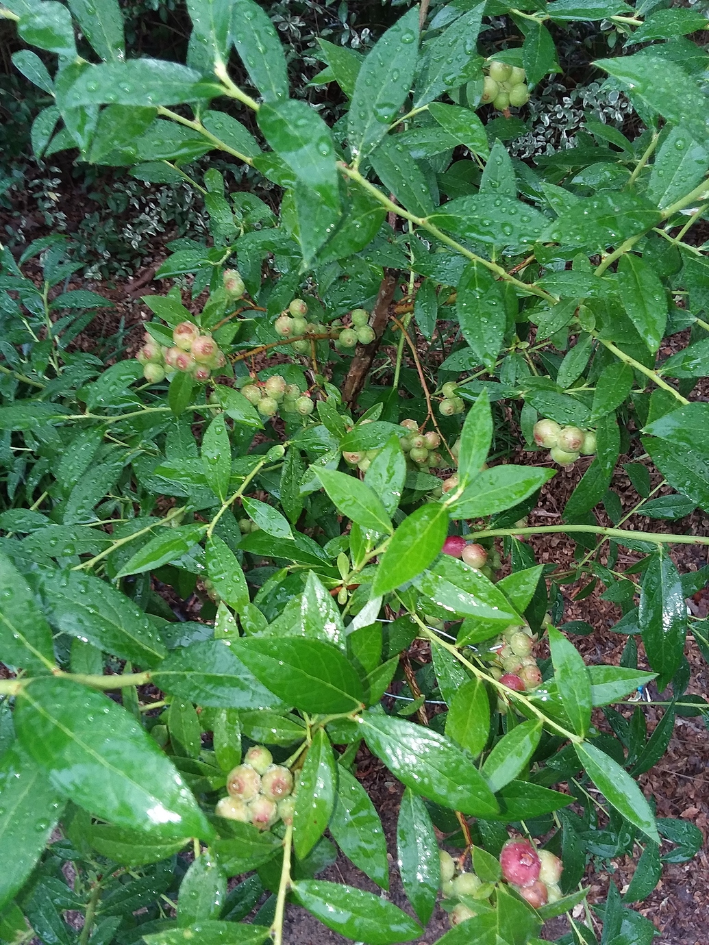 Pink Lemonade ripening this early was a surprise - Pictures! - Growing ...