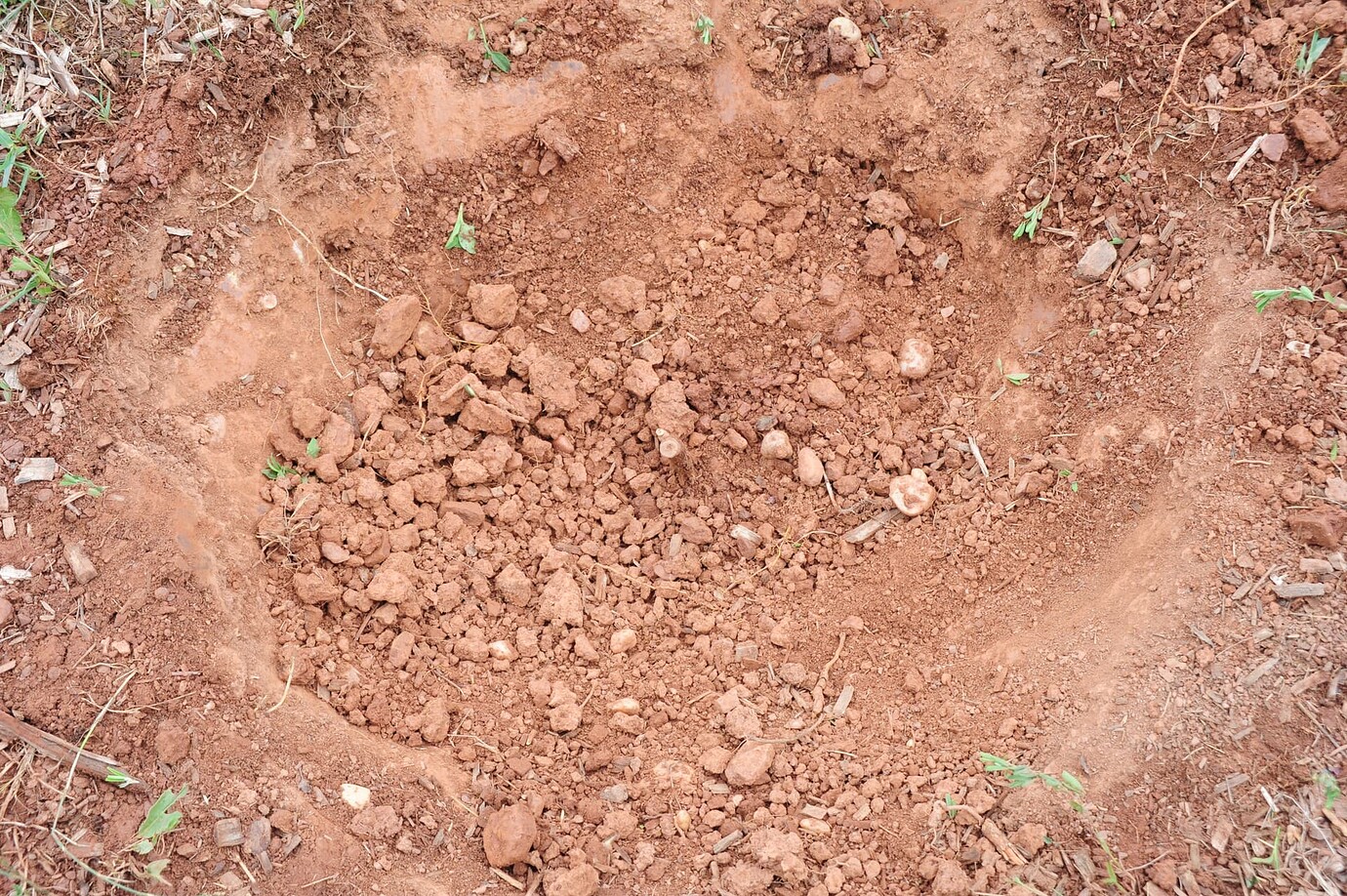 Issues with Burying Fig Plants Deep - General Fruit Growing - Growing Fruit