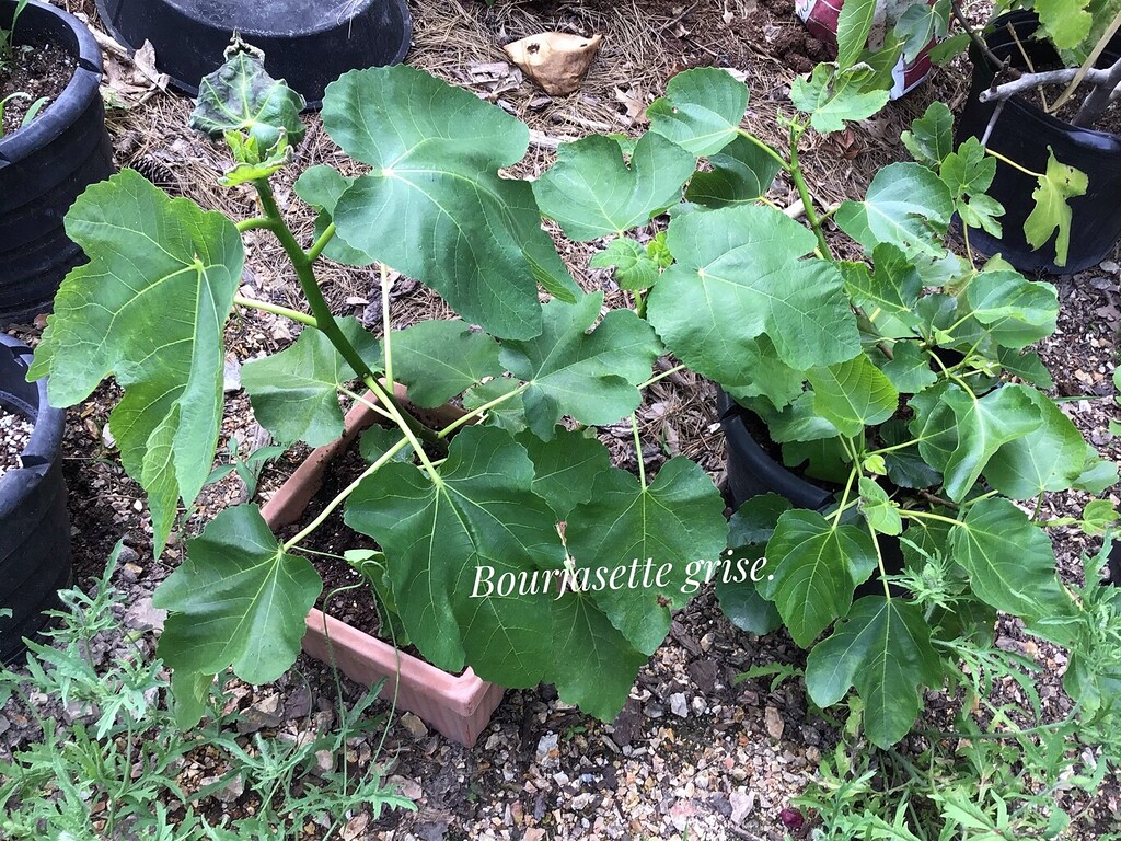 New fig addition, first year - General Fruit Growing - Growing Fruit