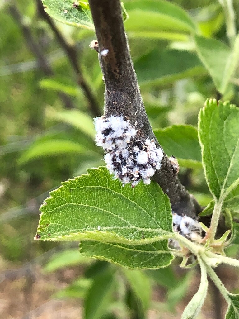 Is This Scale? - General Fruit Growing - Growing Fruit